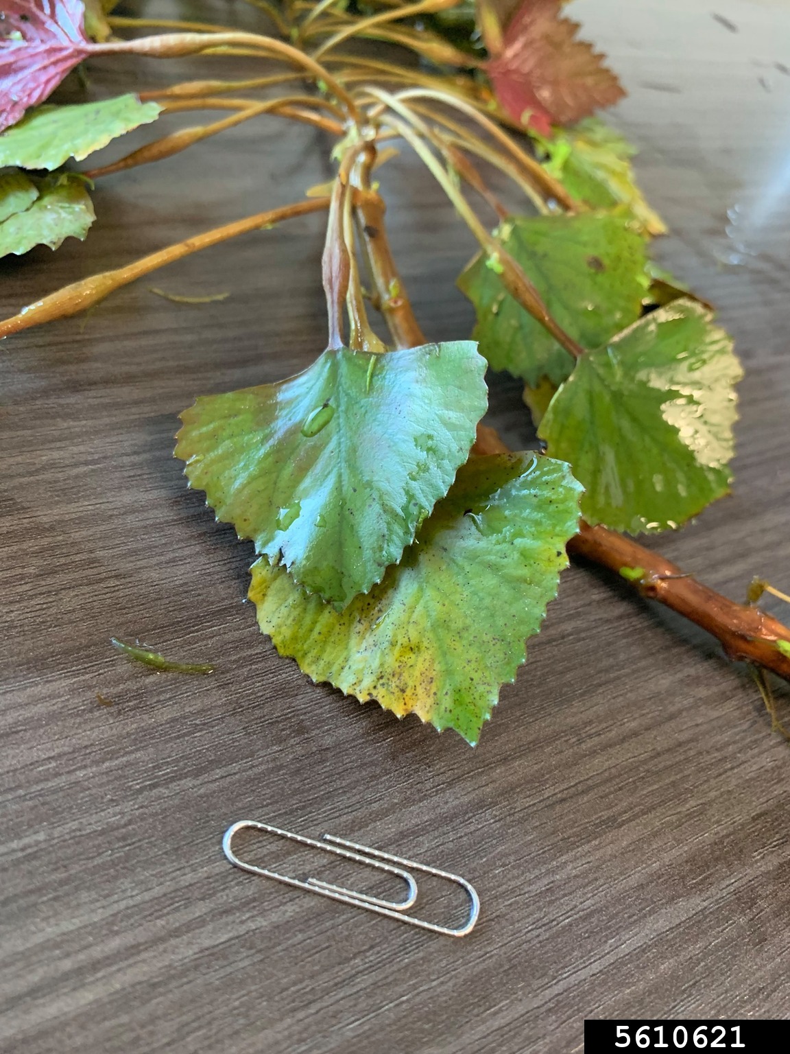 two-horned trapa (Trapa bispinosa var. iinumaii Nakano)