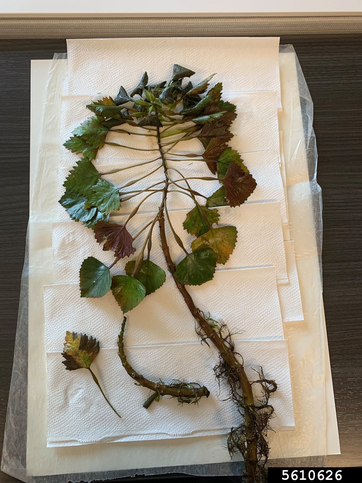 two-horned trapa (Trapa bispinosa var. iinumaii)