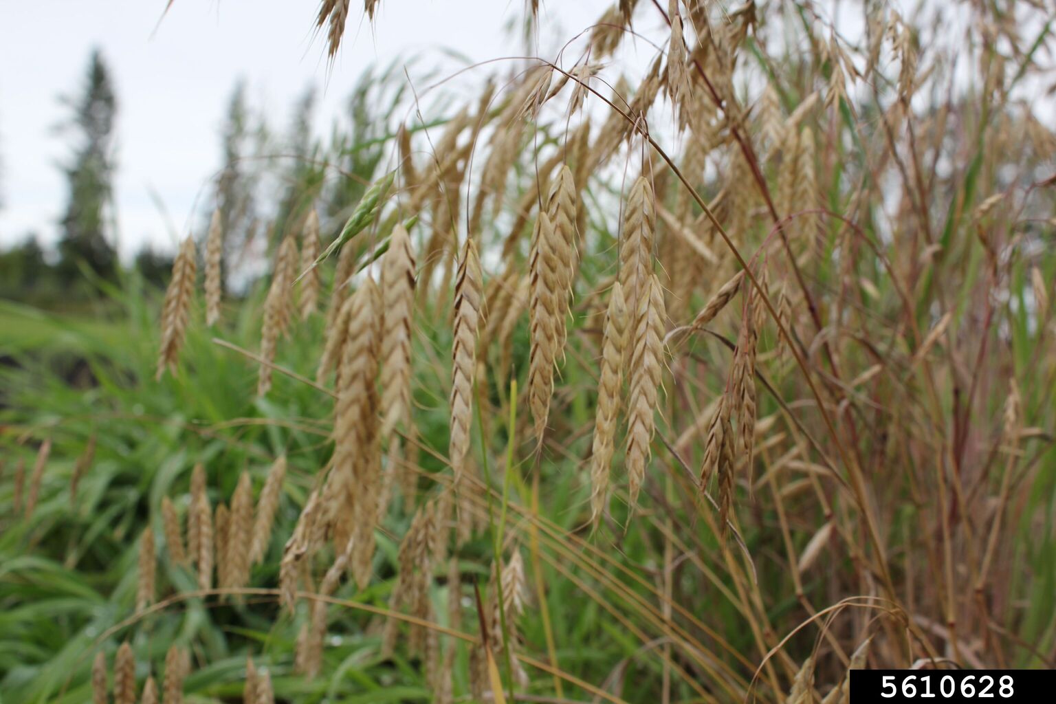 Japanese brome (Bromus japonicus)