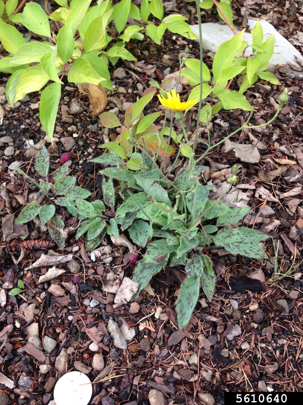 spotted hawkweed (Hieracium maculatum Sm.)