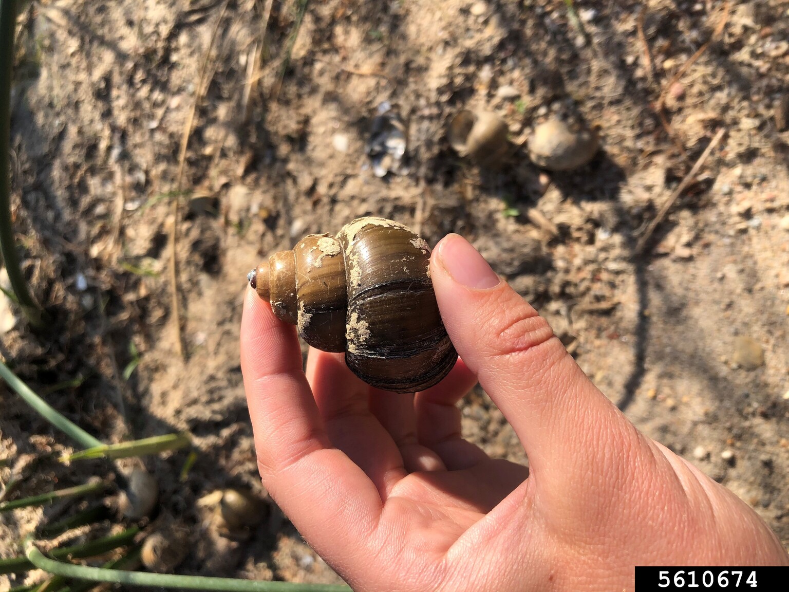Chinese mystery snail (Cipangopaludina chinensis (J. E. Gray, 1833))