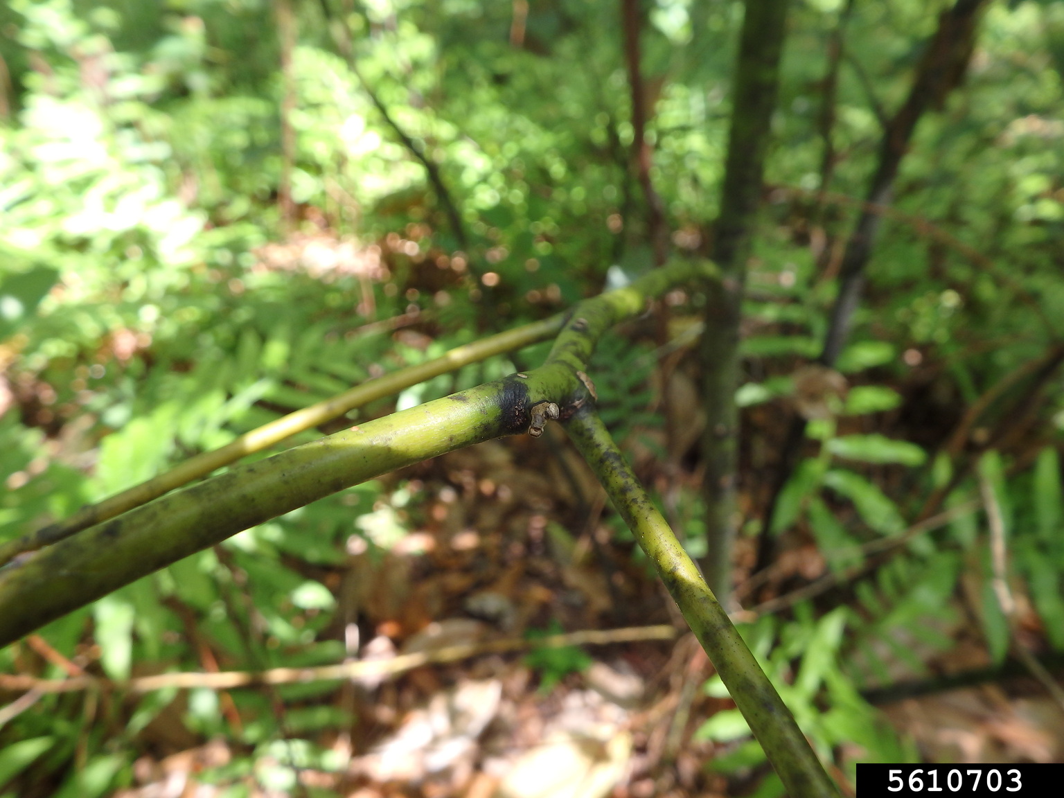 camphortree (Cinnamomum camphora (L.) J. Presl)