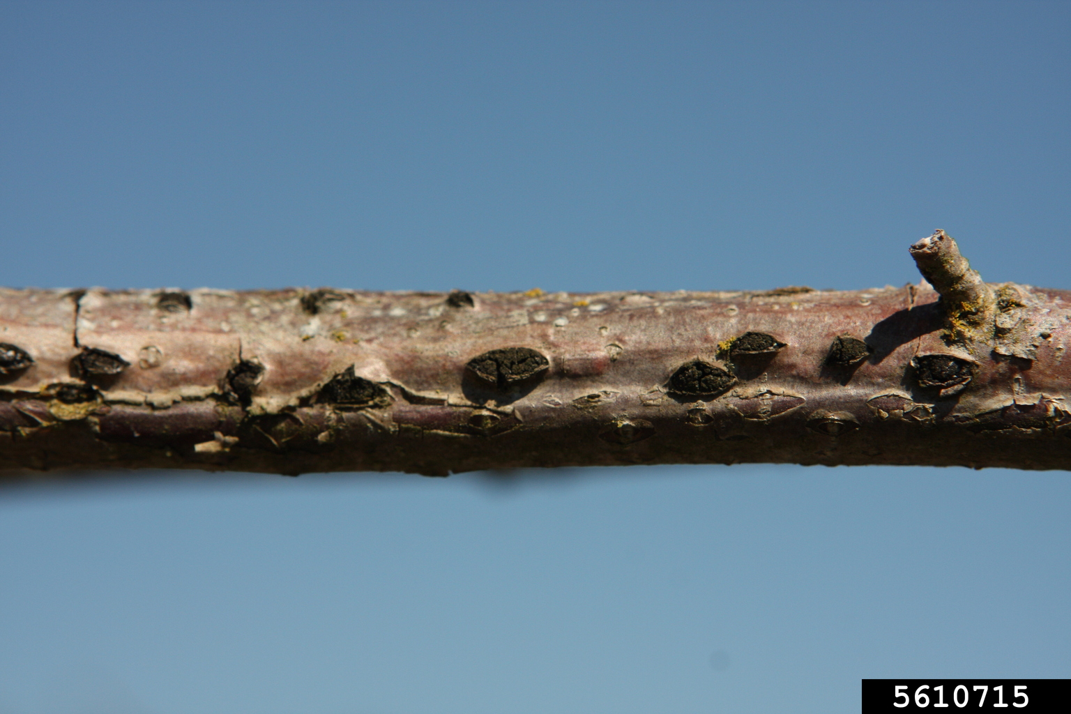 Eastern filbert blight (Anisogramma anomala (Peck) E. Müll.)