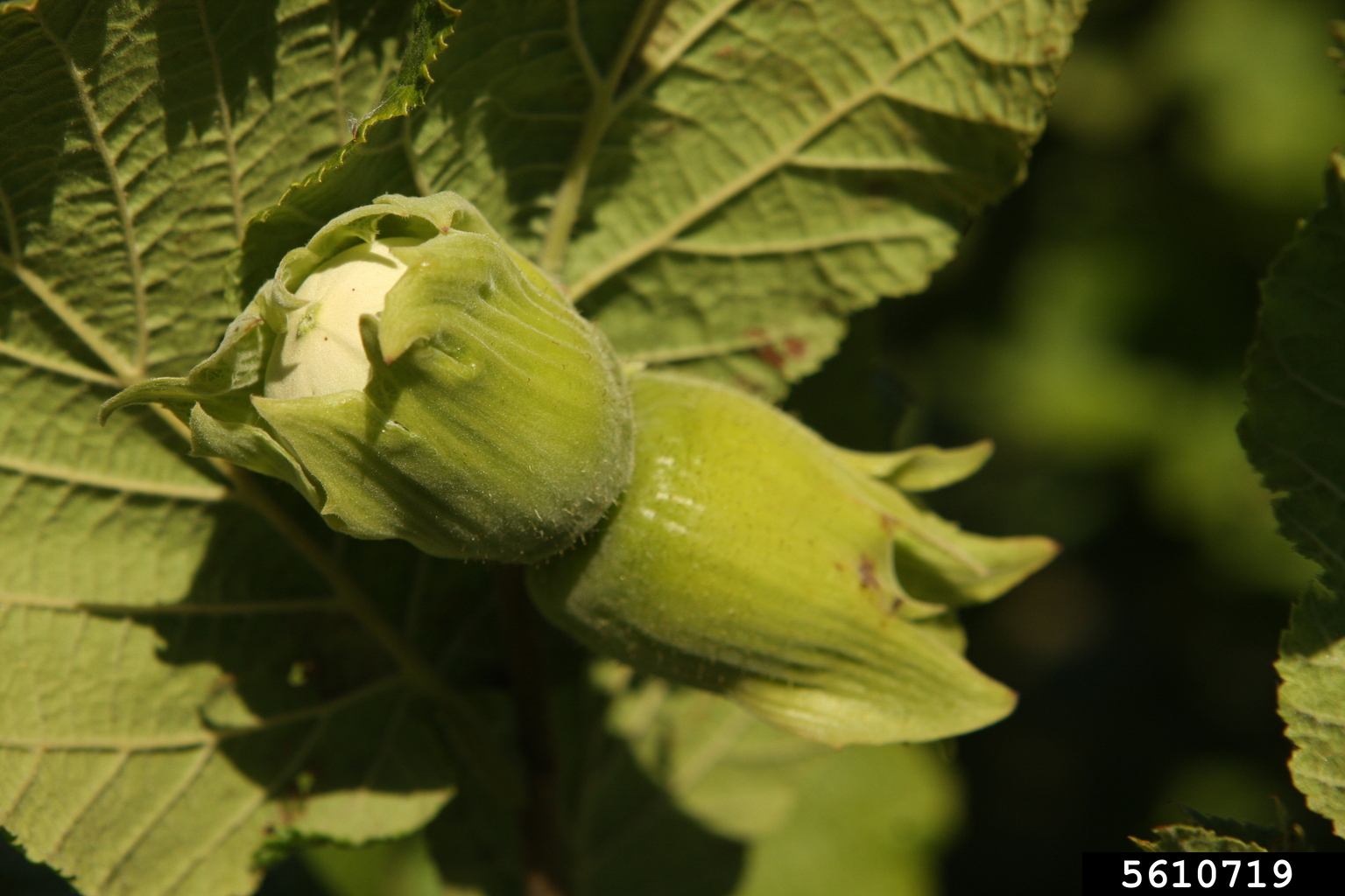 common filbert (Corylus avellana L.)