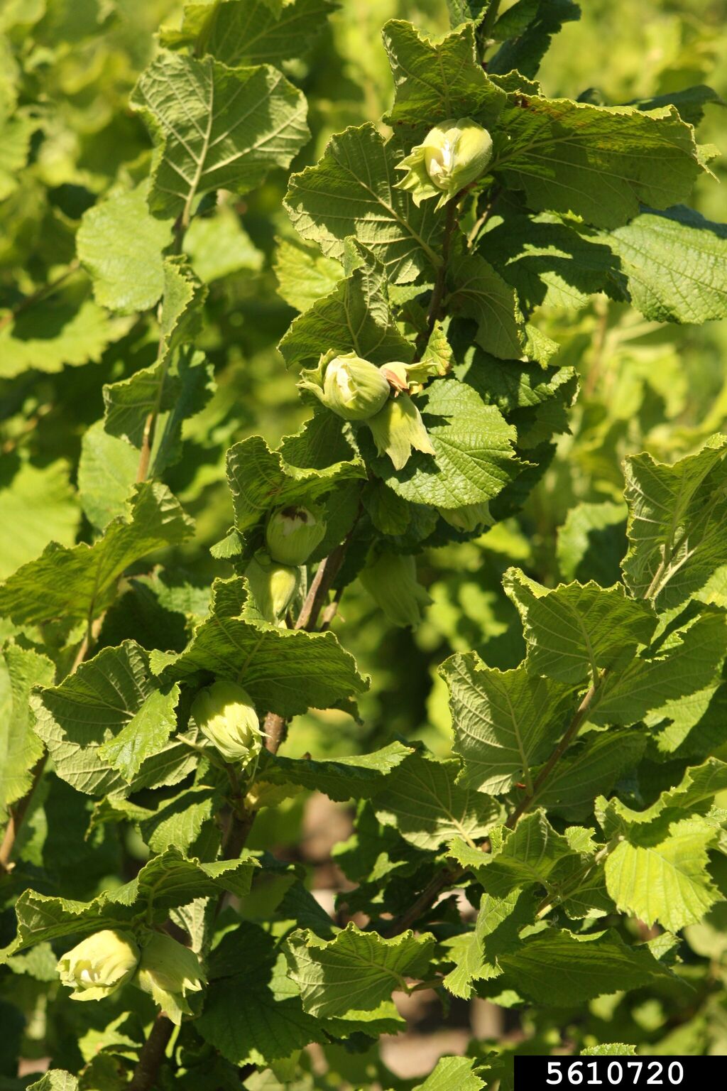 common filbert (Corylus avellana L.)