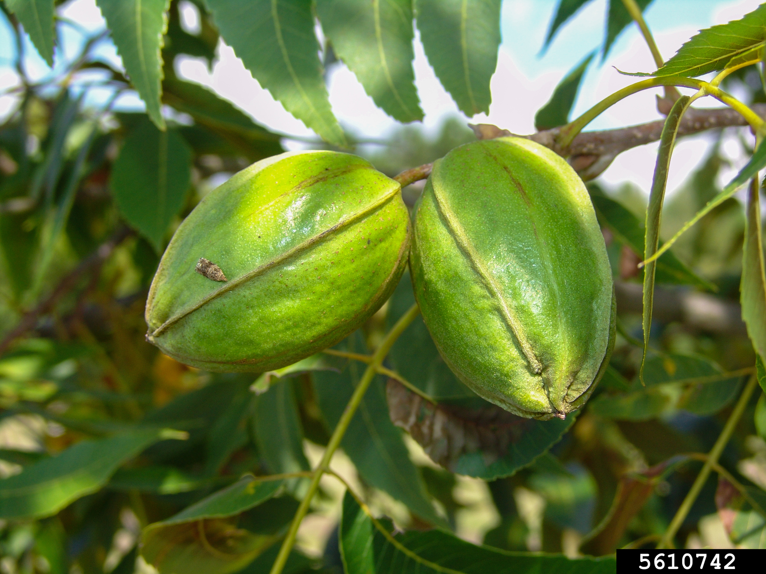 pecan (Carya illinoinensis (Wangenh.) K. Koch)