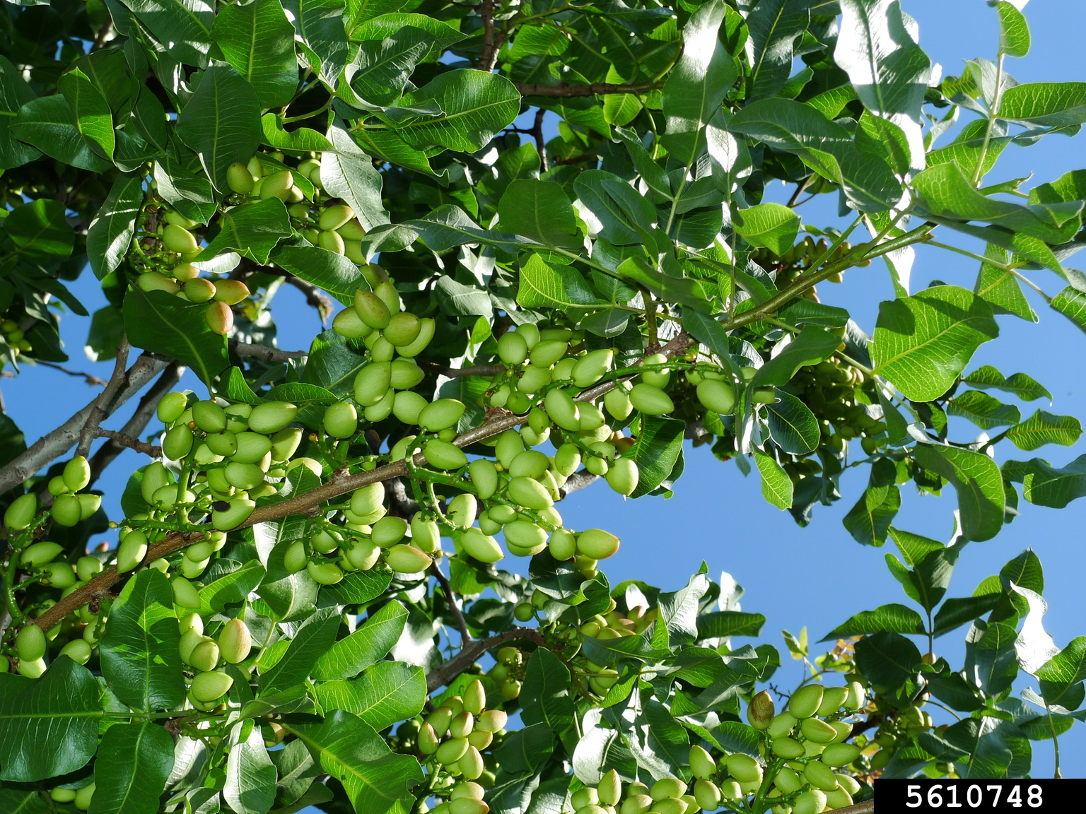 American pistachio (Pistacia mexicana Kunth)