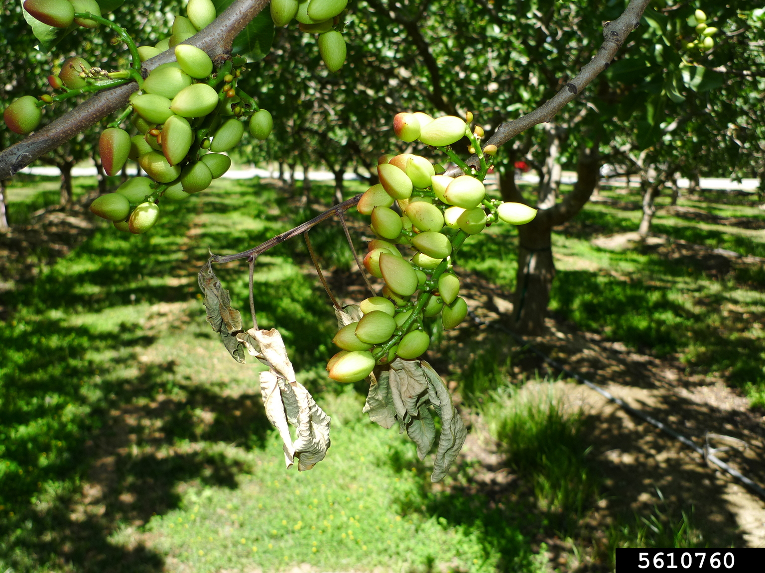 gray mold (Botrytis cinerea Pers.:Fr)