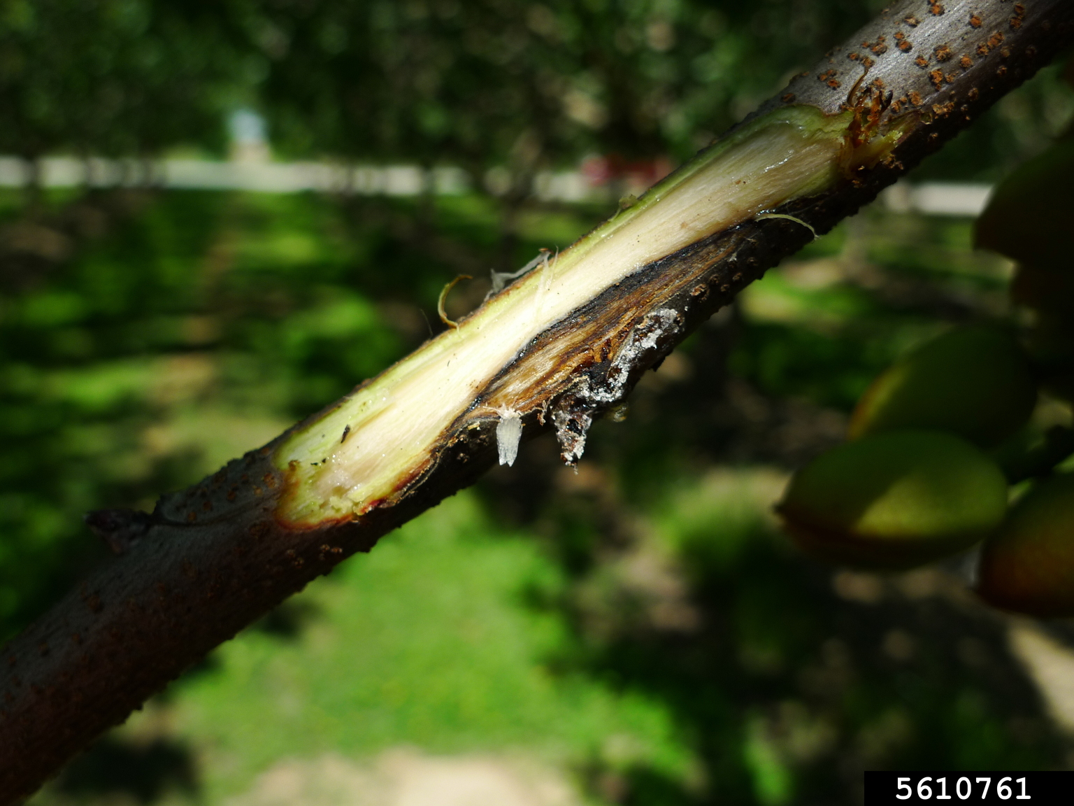 Botryosphaeria canker, white rot (Botryosphaeria dothidea)