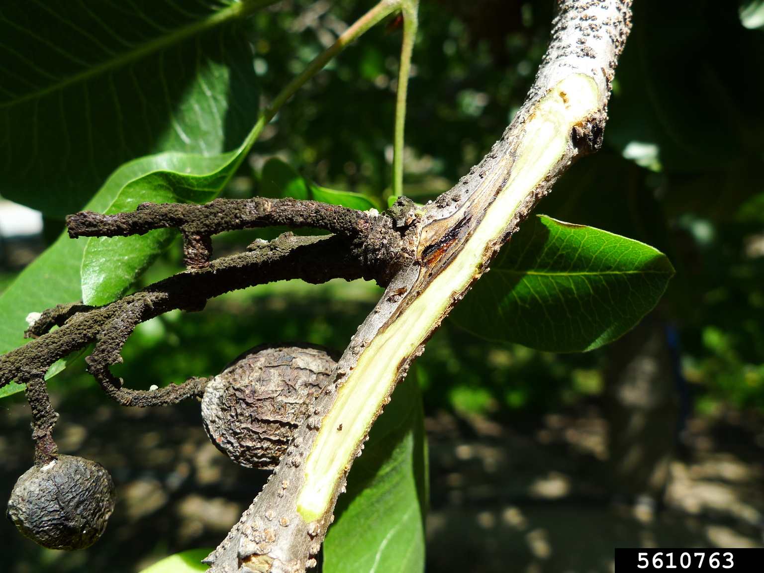 Botryosphaeria canker, white rot (Botryosphaeria dothidea)