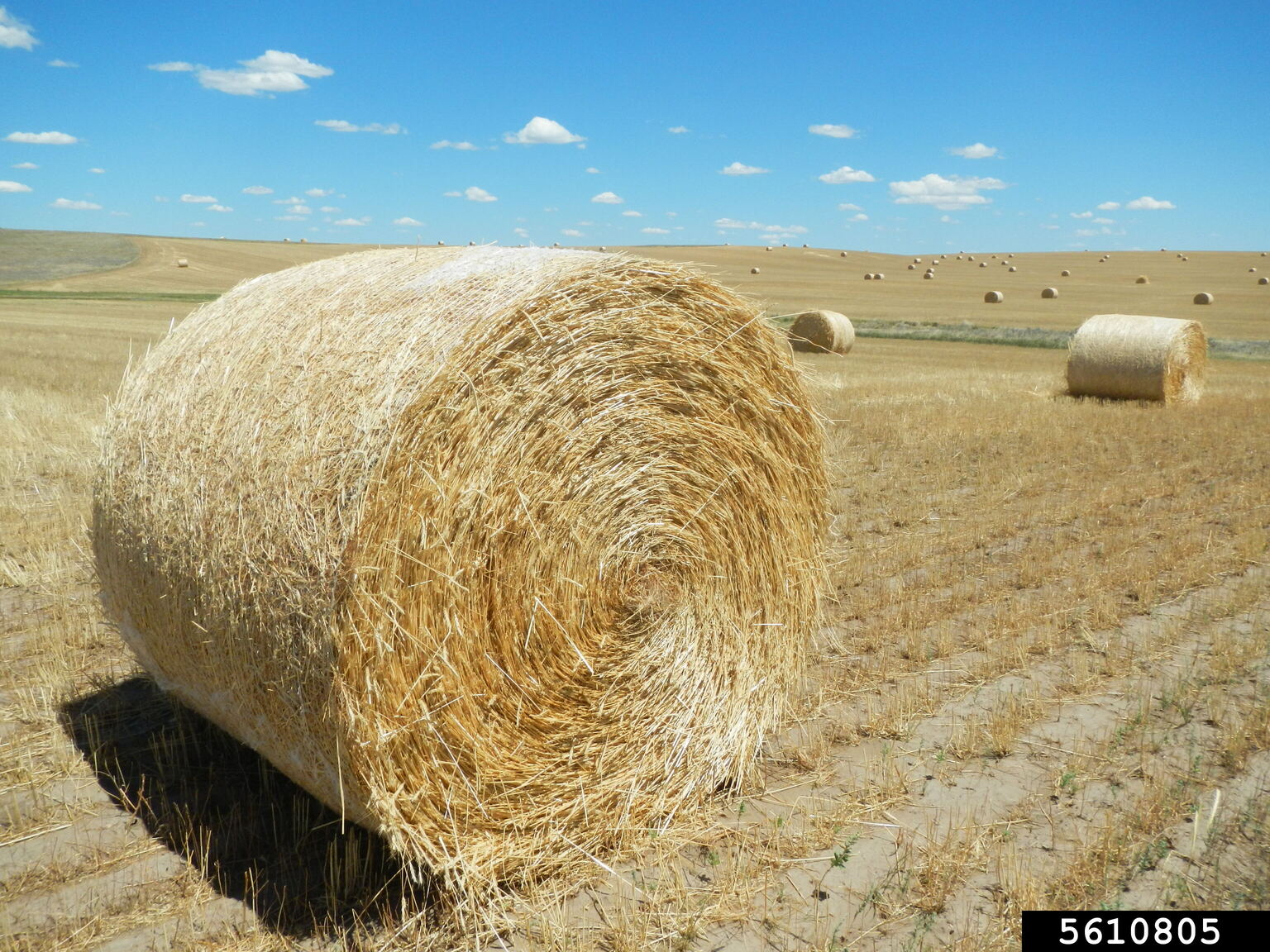 common wheat (Triticum aestivum)