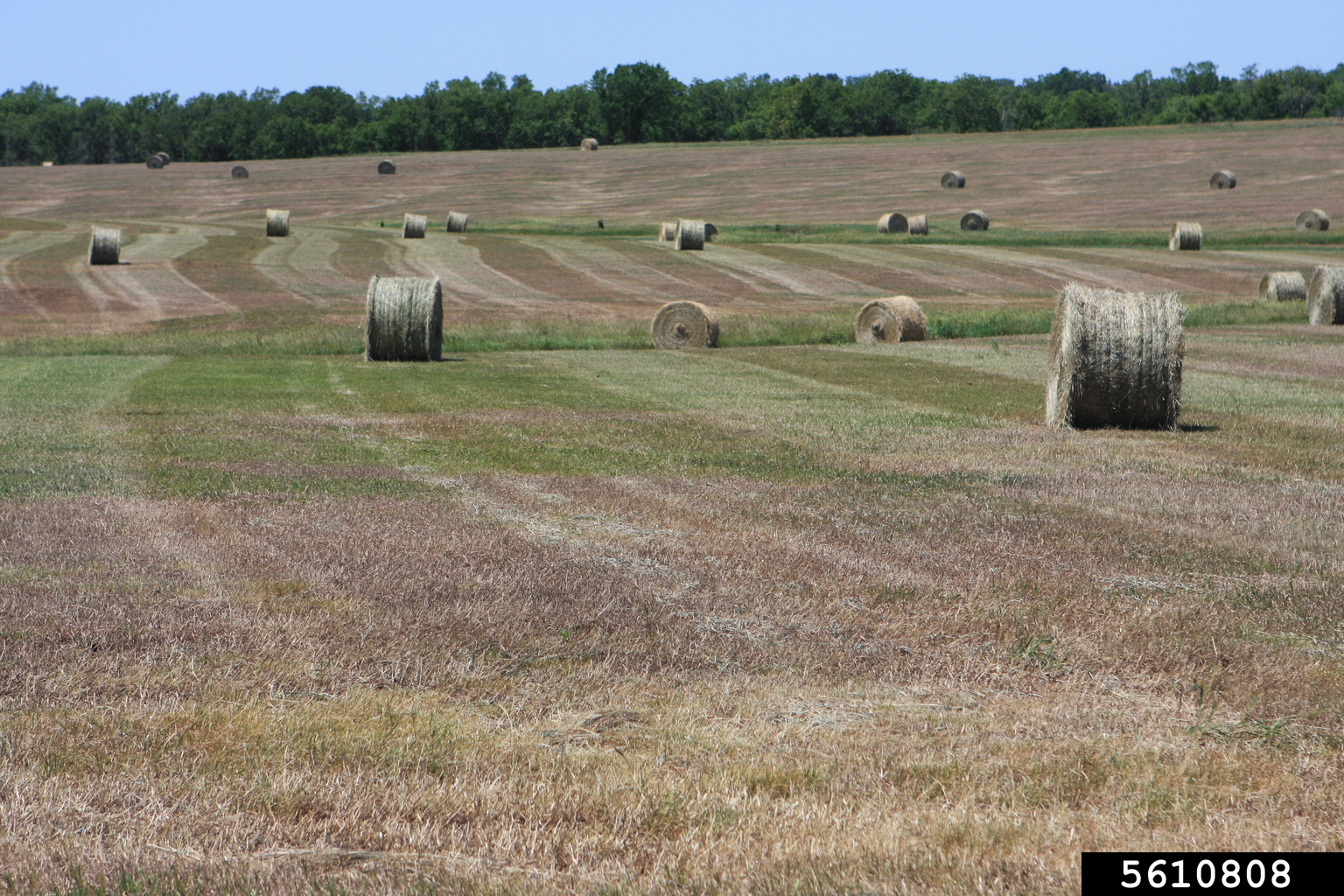 common wheat (Triticum aestivum)