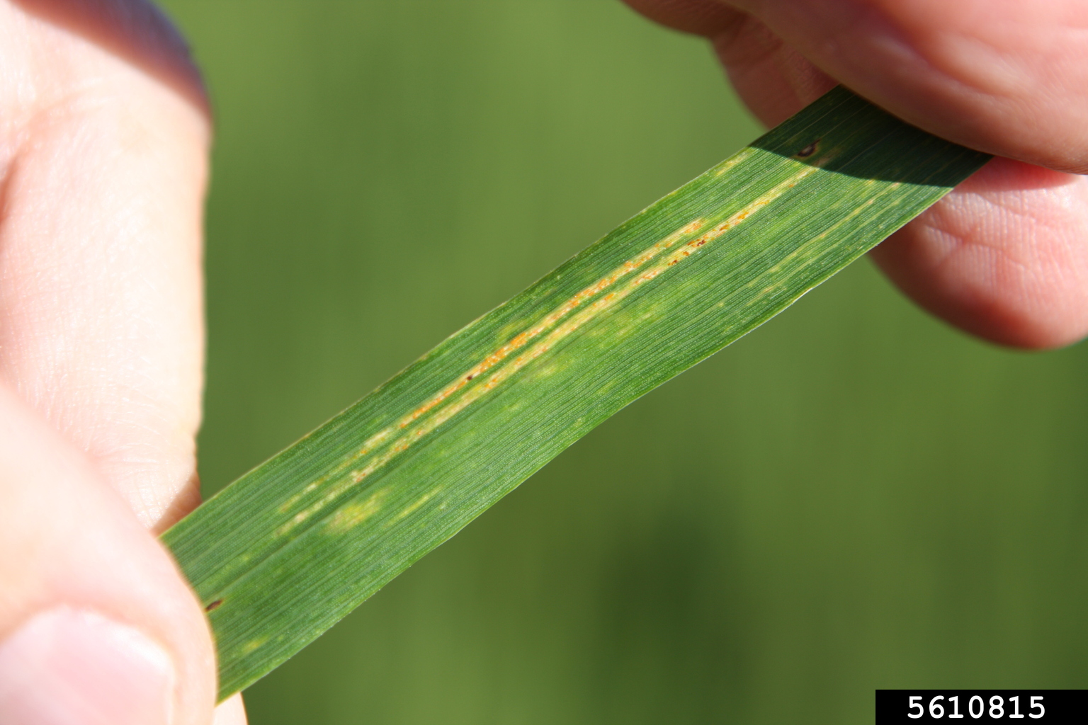 stripe rust (Puccinia striiformis)