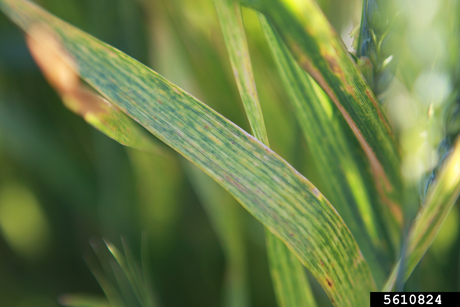 Wheat Streak Mosaic Virus (Tritimovirus Wheat Streak Mosaic Virus (WSMV))