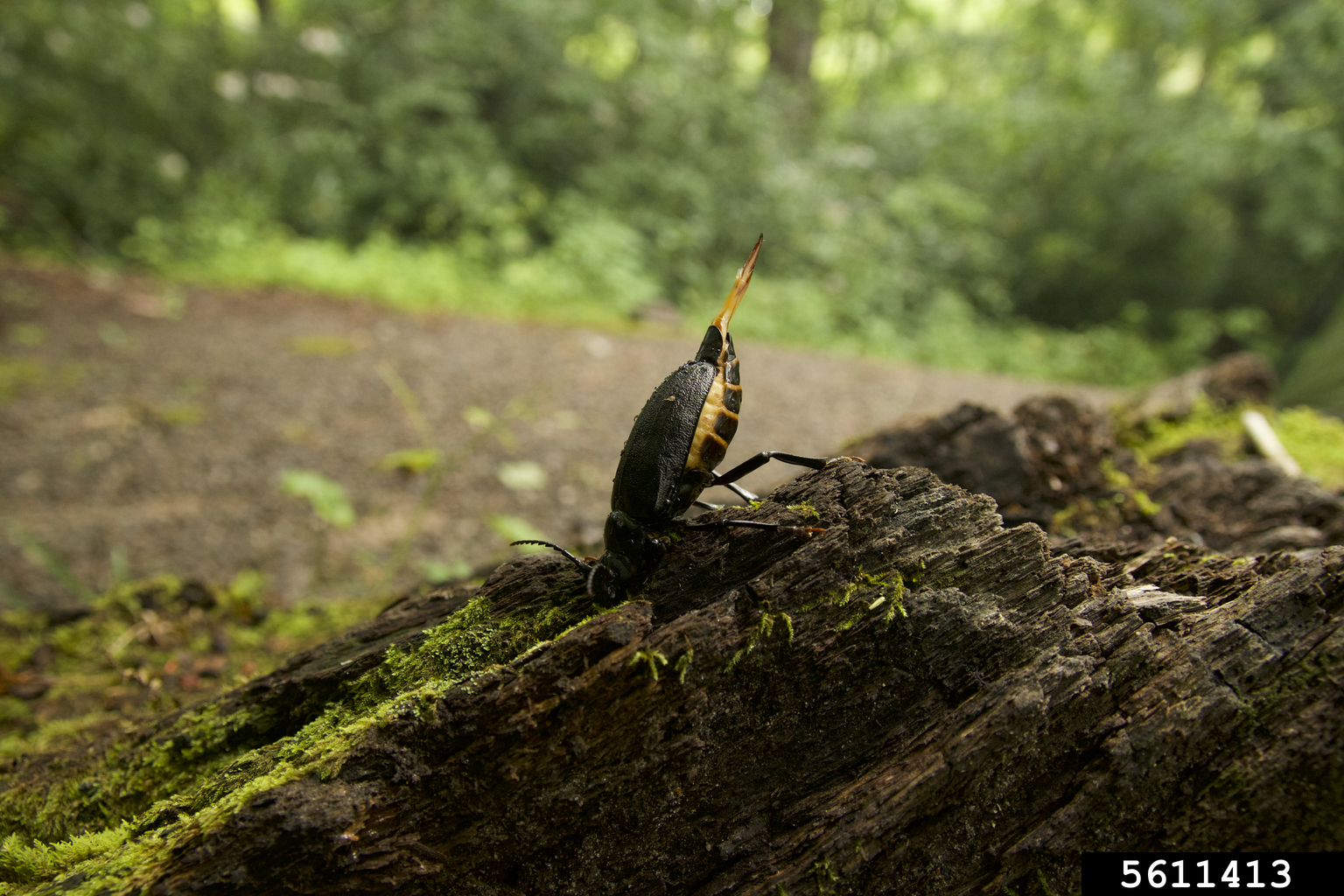 broad necked root borer (Prionus laticollis)