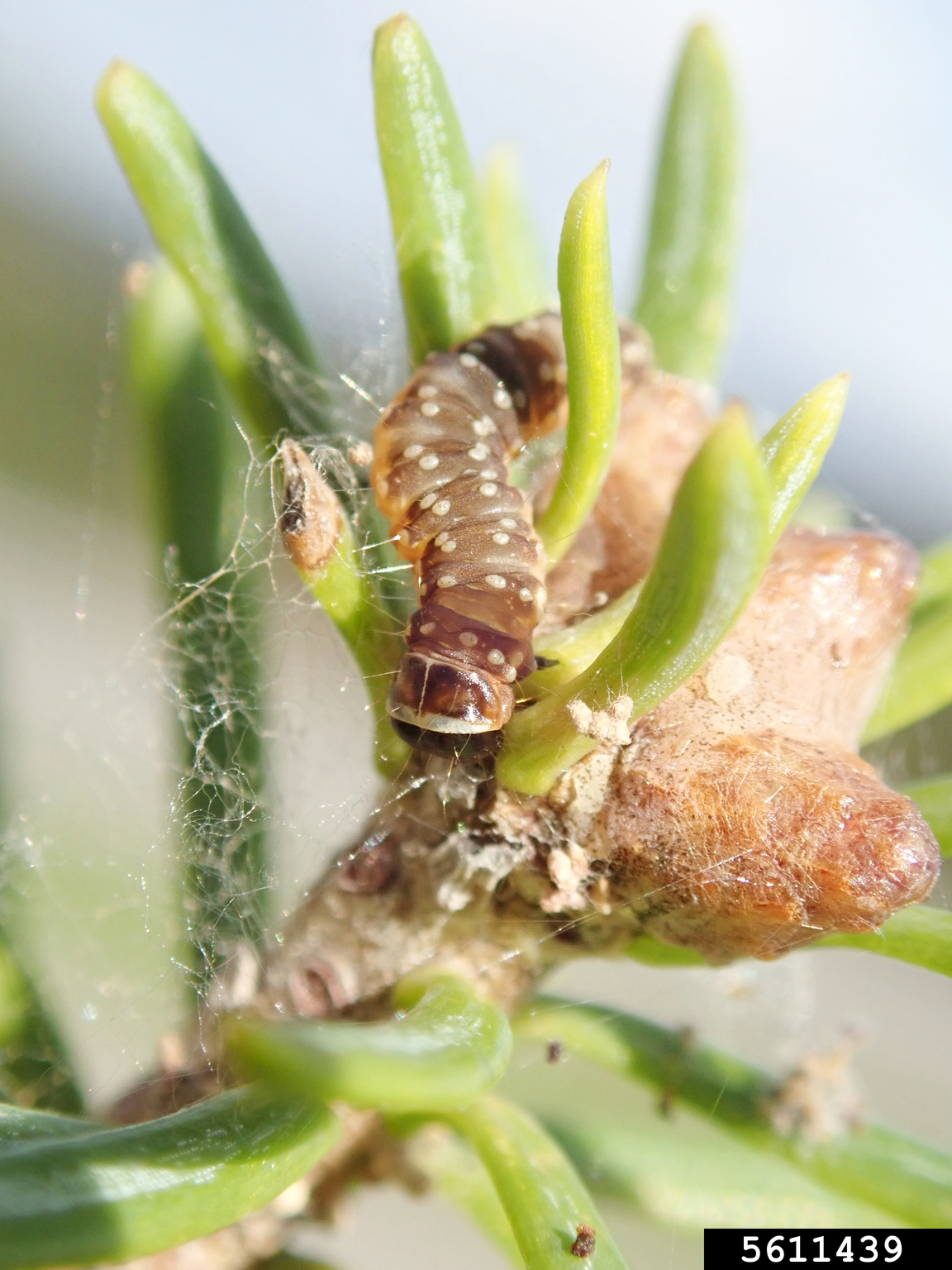 spruce budworm (Choristoneura fumiferana)