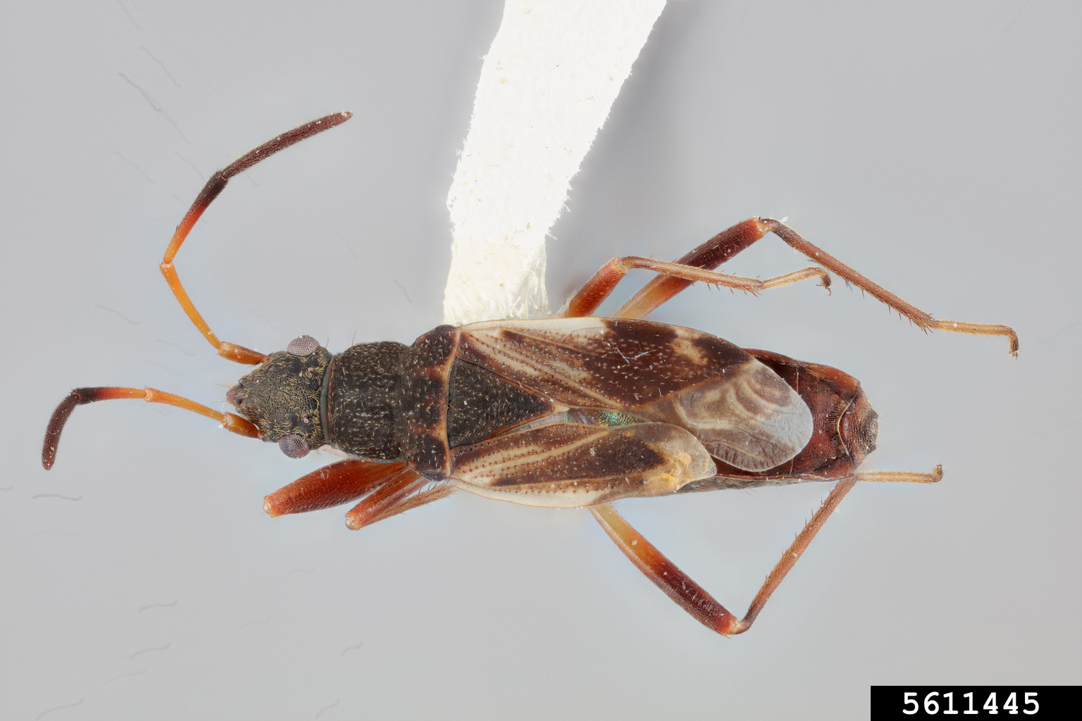 dirt-colored seed bug, Ligyrocoris sylvestris (Hemiptera ...