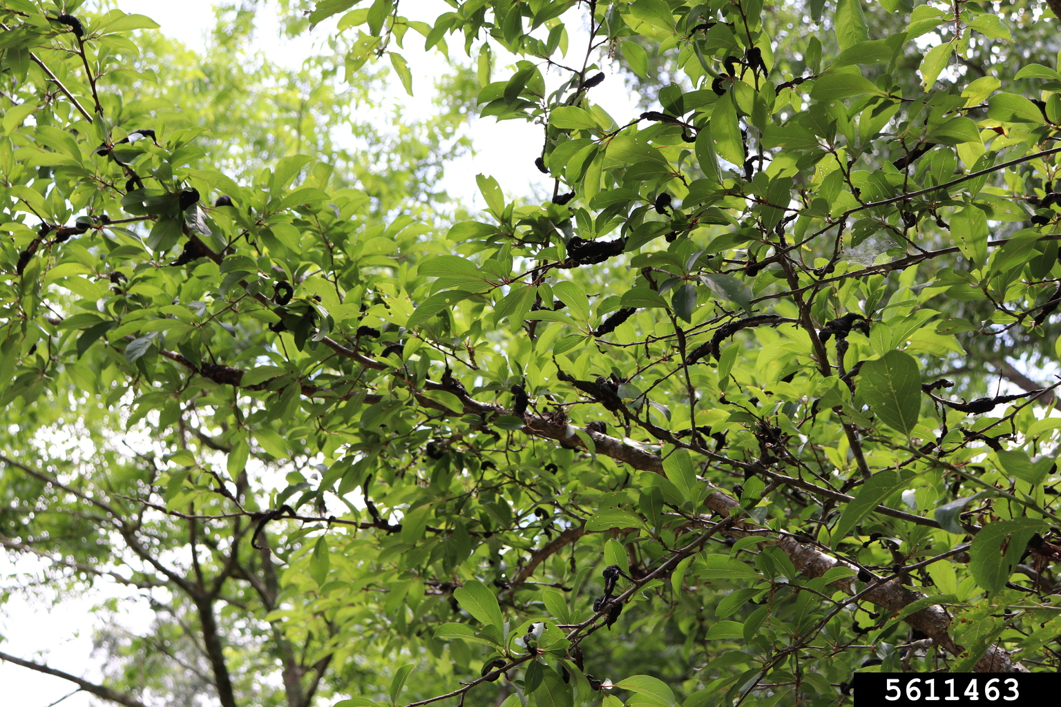 black knot (Apiosporina morbosa ) on plum/cherry (Prunus spp. ) - 5611463