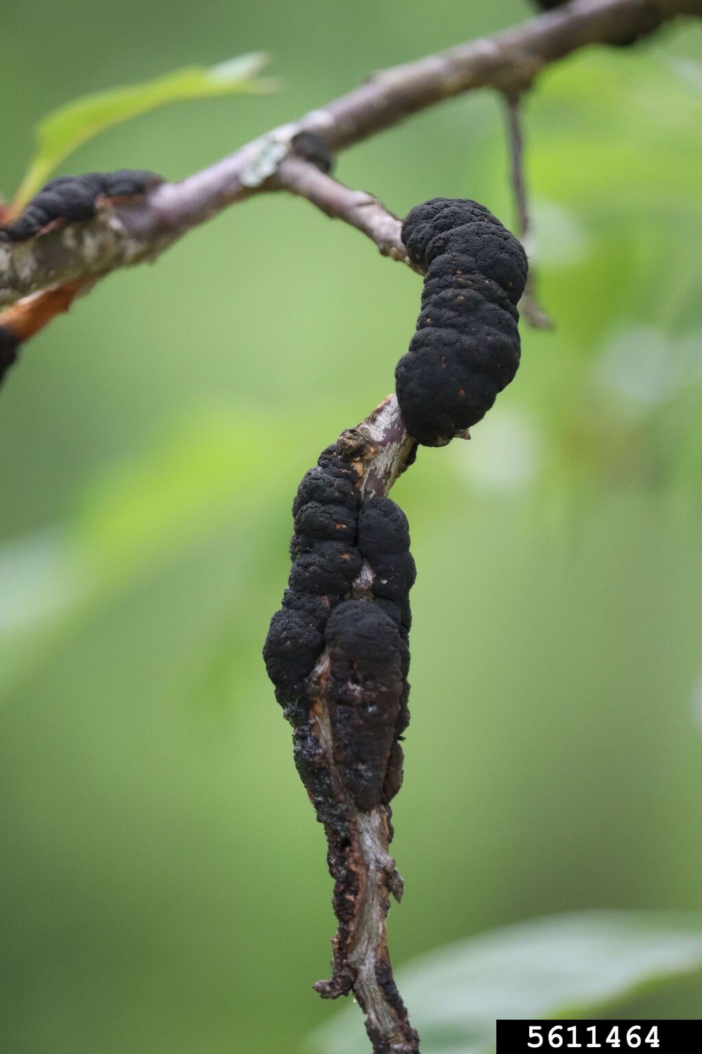 black knot (Apiosporina morbosa)