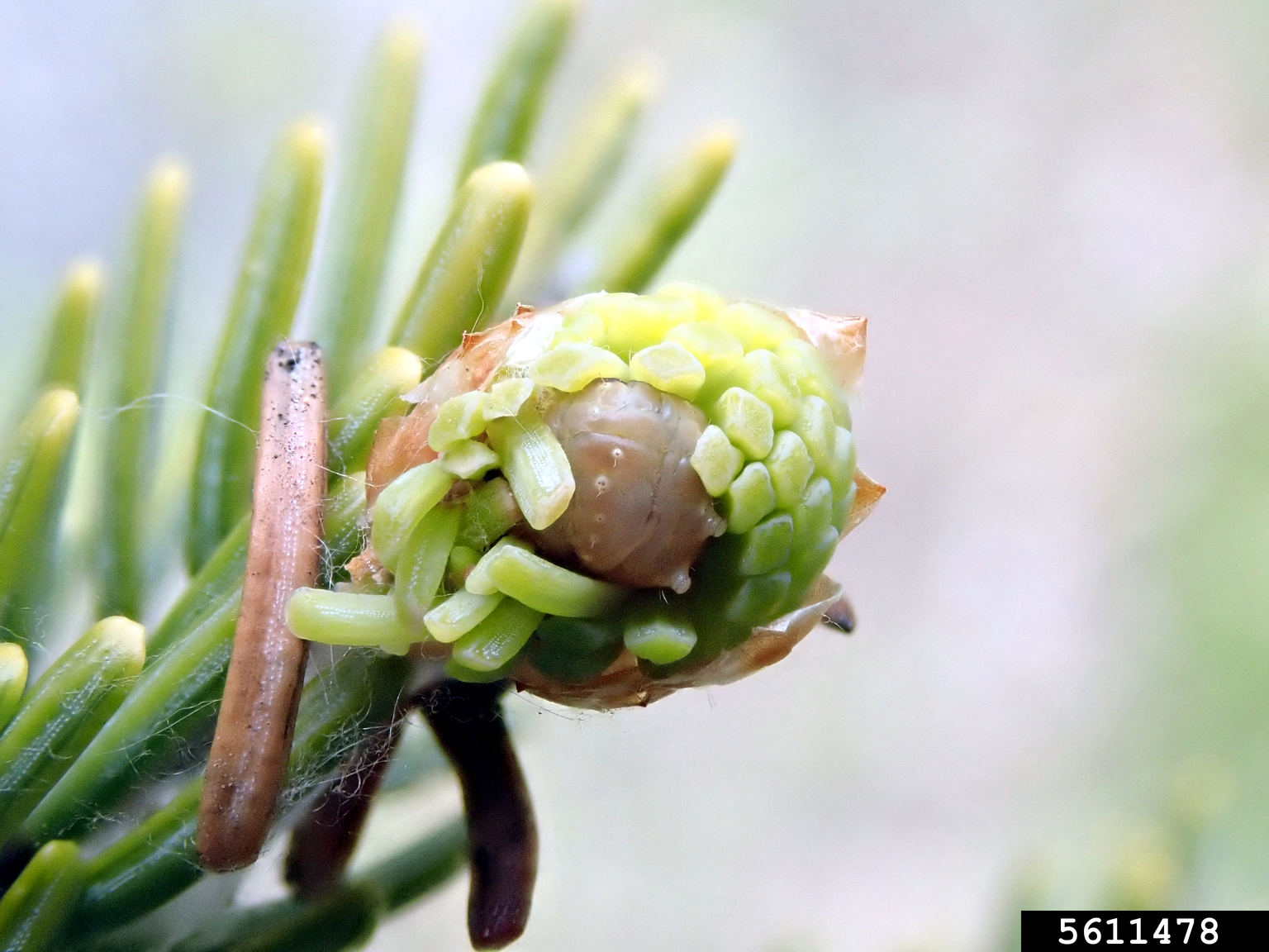 spruce budworm (Choristoneura fumiferana (Clemens))