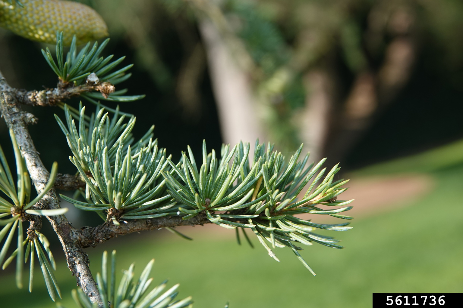 Atlas cedar (Cedrus atlantica)