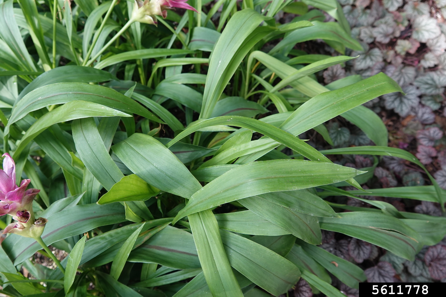 Thai tulip ginger (Curcuma alismatifolia Gagnepain)
