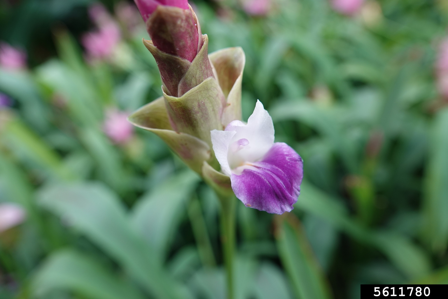 Thai tulip ginger (Curcuma alismatifolia Gagnepain)