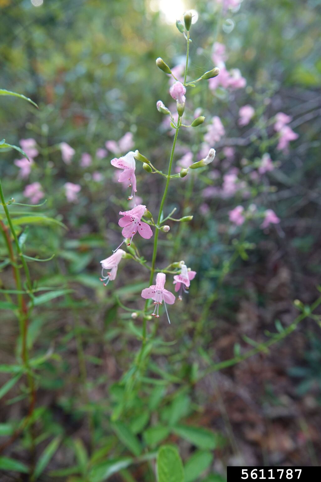 coastal plain balm (Dicerandra linearifolia (Elliot) Benth.)