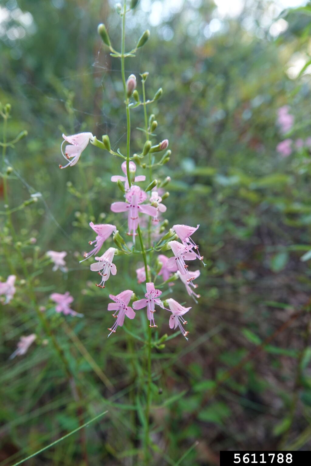 coastal plain balm (Dicerandra linearifolia (Elliot) Benth.)