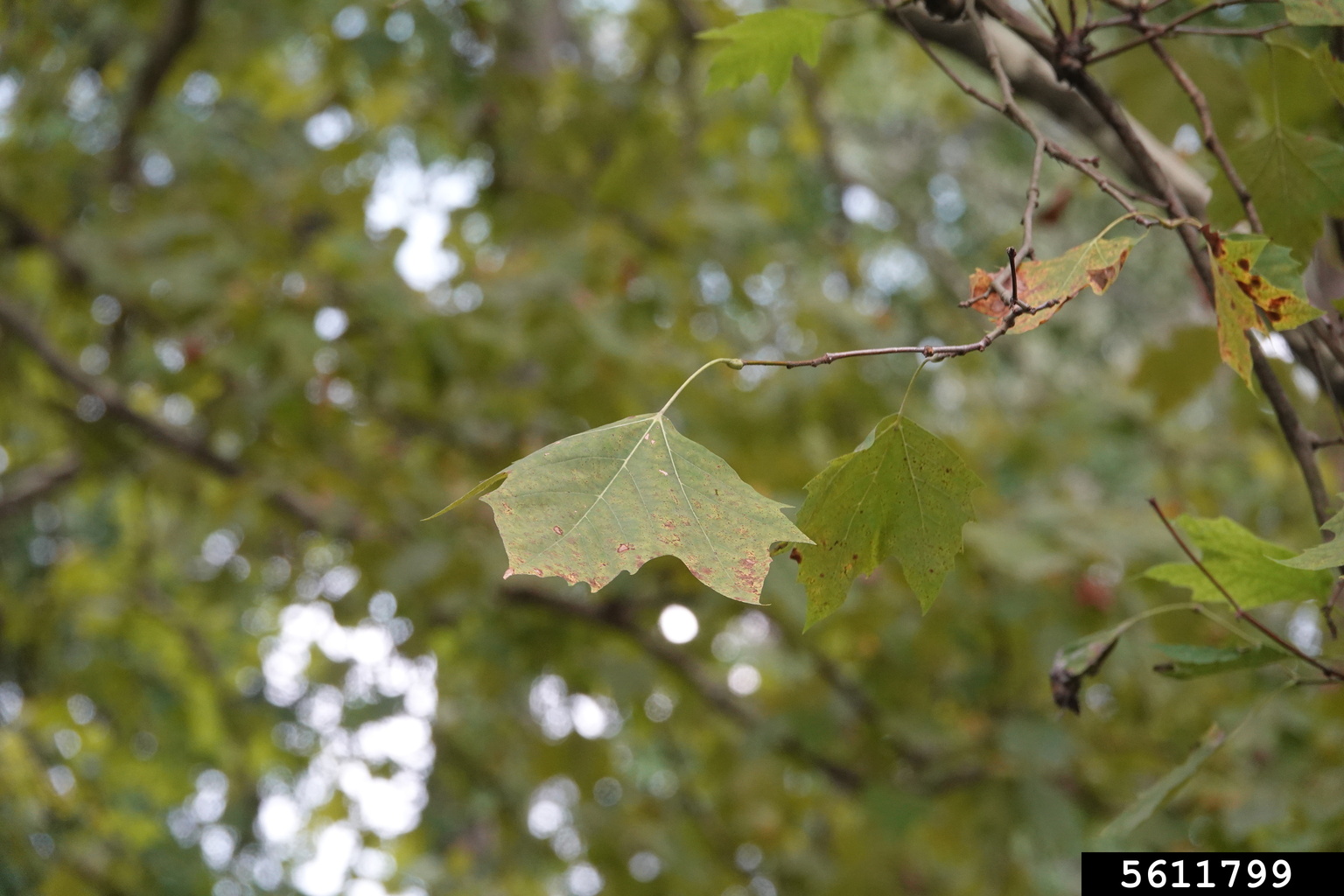 London planetree (Platanus hybrida Brot.)