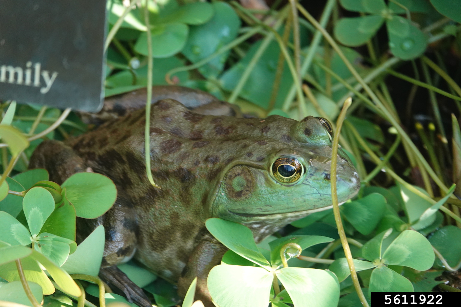 American bullfrog (Lithobates catesbeianus Shaw, 1802)
