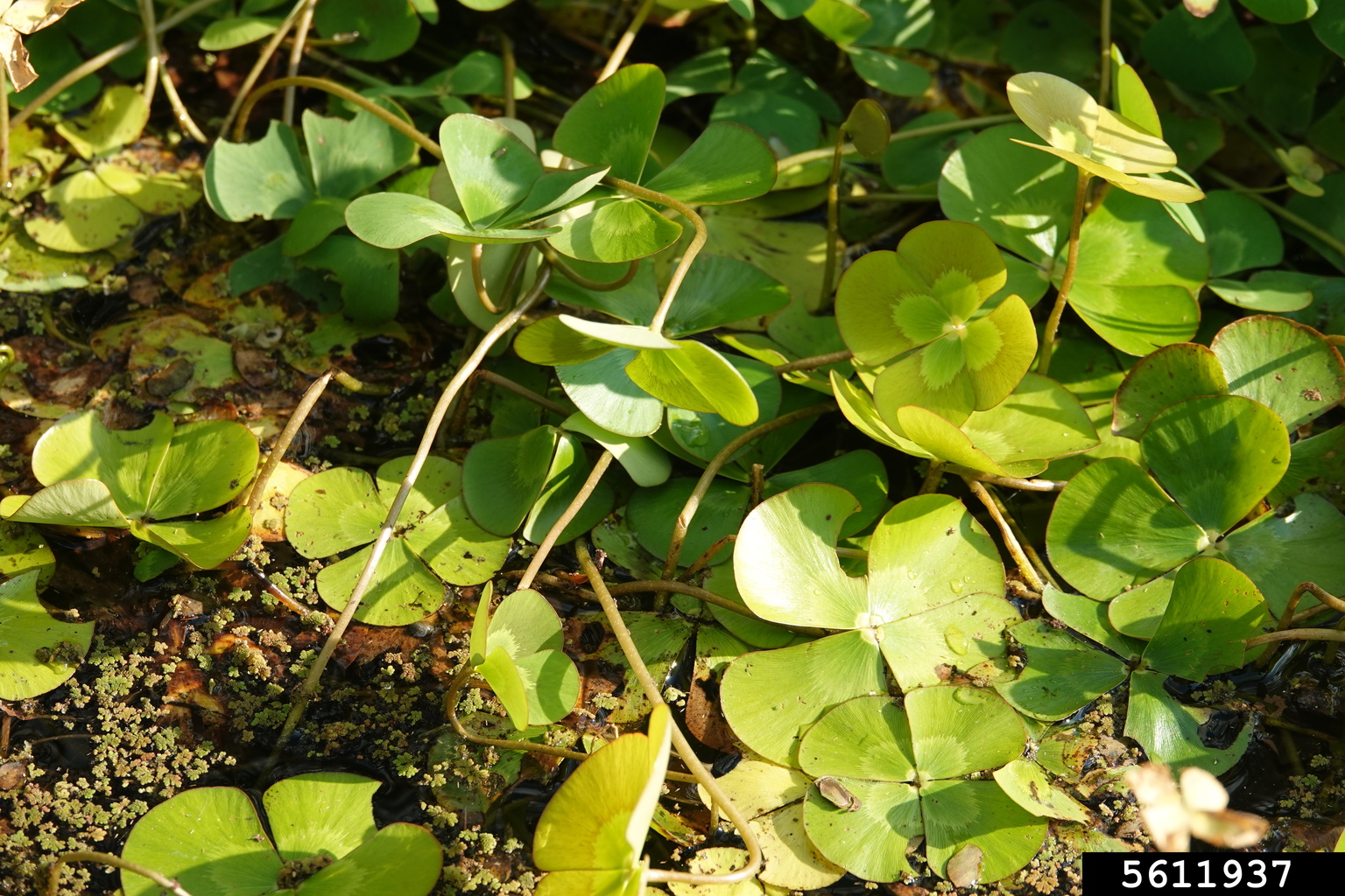 Australian water-clover (Marsilea mutica Mett.)
