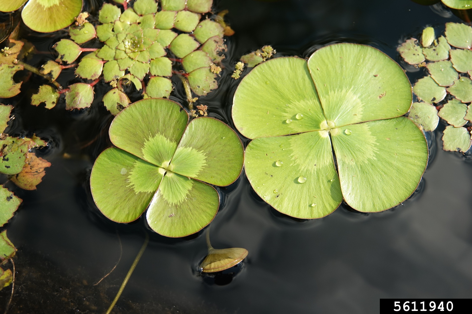 Australian water-clover (Marsilea mutica Mett.)