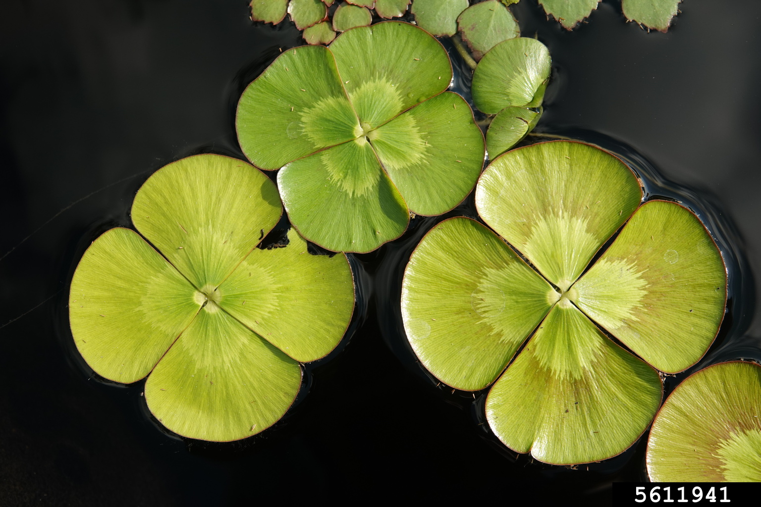 Australian water-clover (Marsilea mutica Mett.)