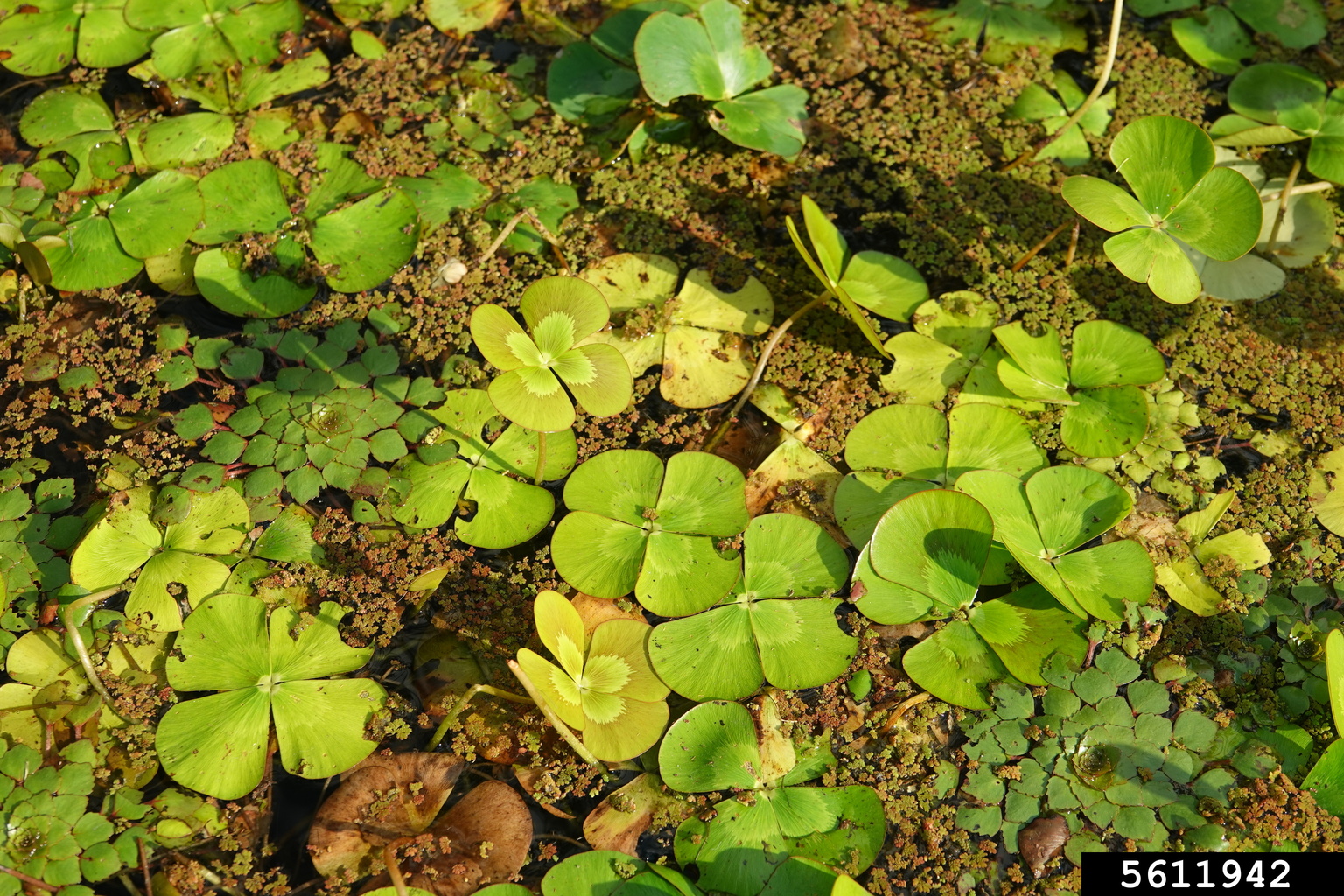 Australian water-clover (Marsilea mutica Mett.)