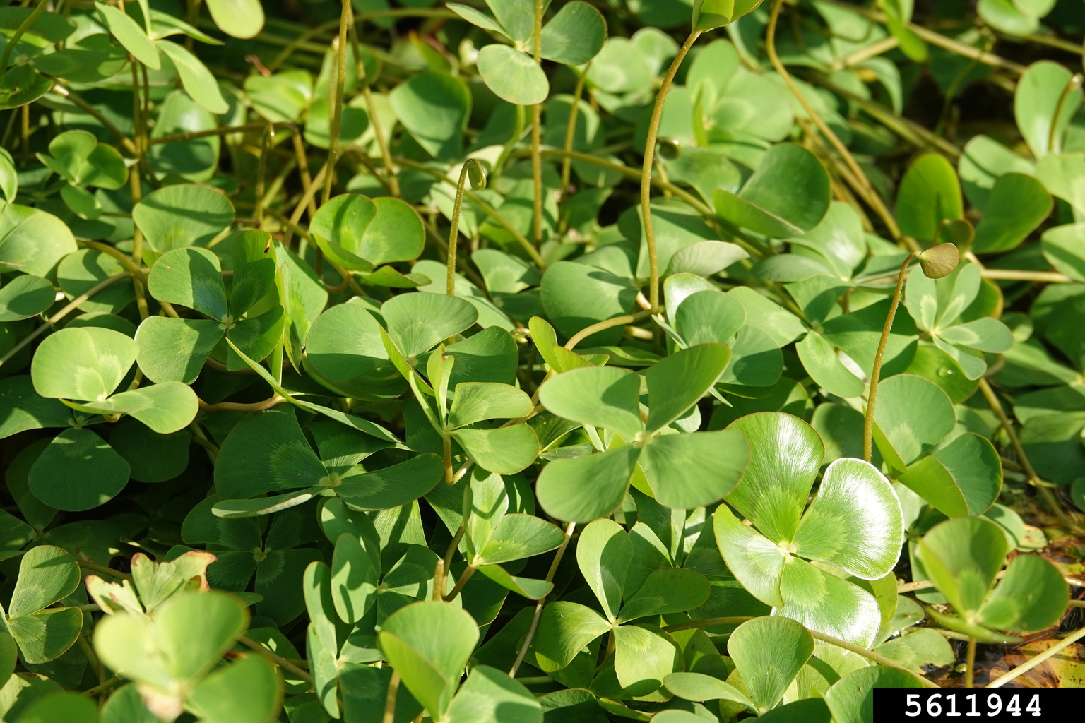 Australian water-clover (Marsilea mutica Mett.)