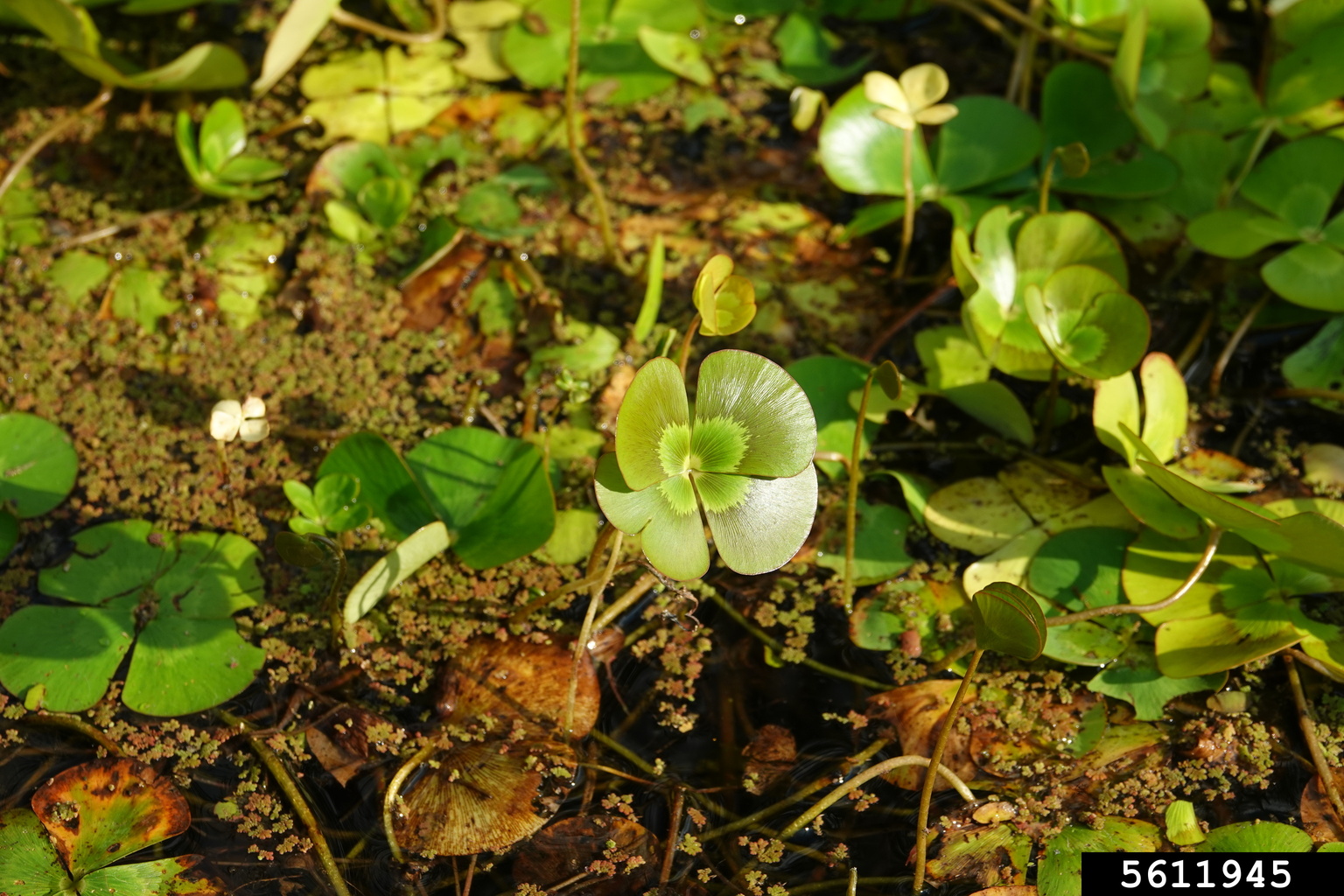 Australian water-clover (Marsilea mutica Mett.)
