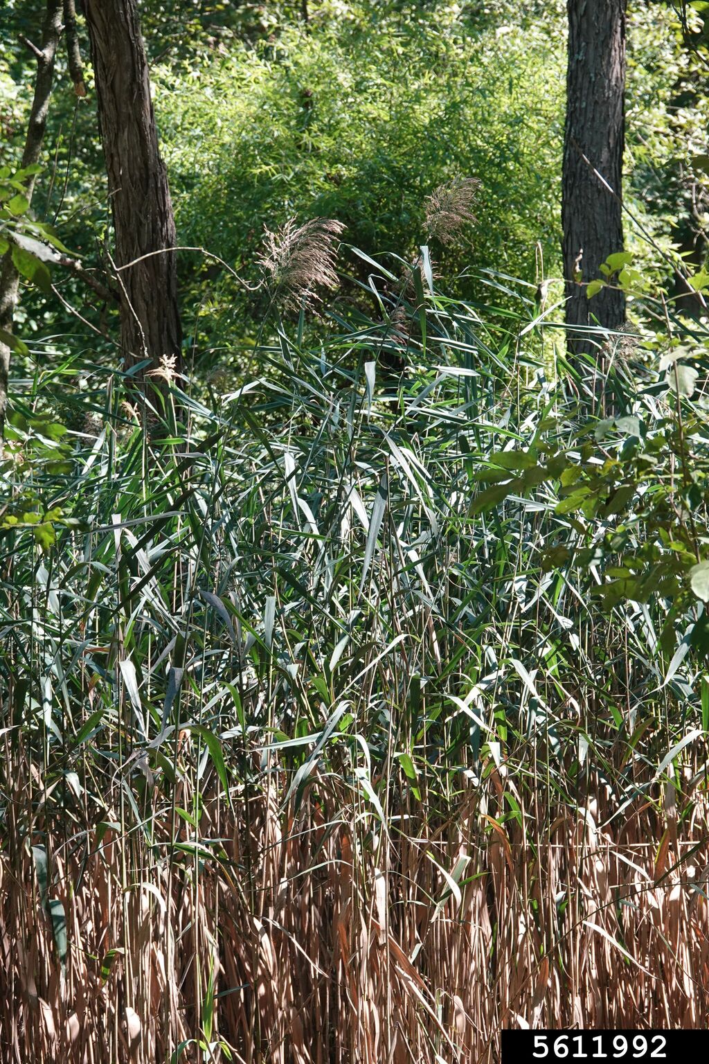 common reed (Phragmites australis (Cavanilles) Trinius ex Steudel)