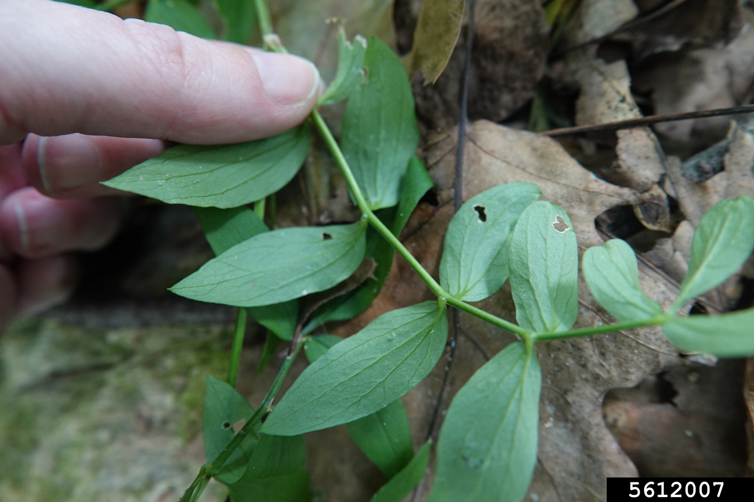 Greek valerian (Polemonium reptans L.)