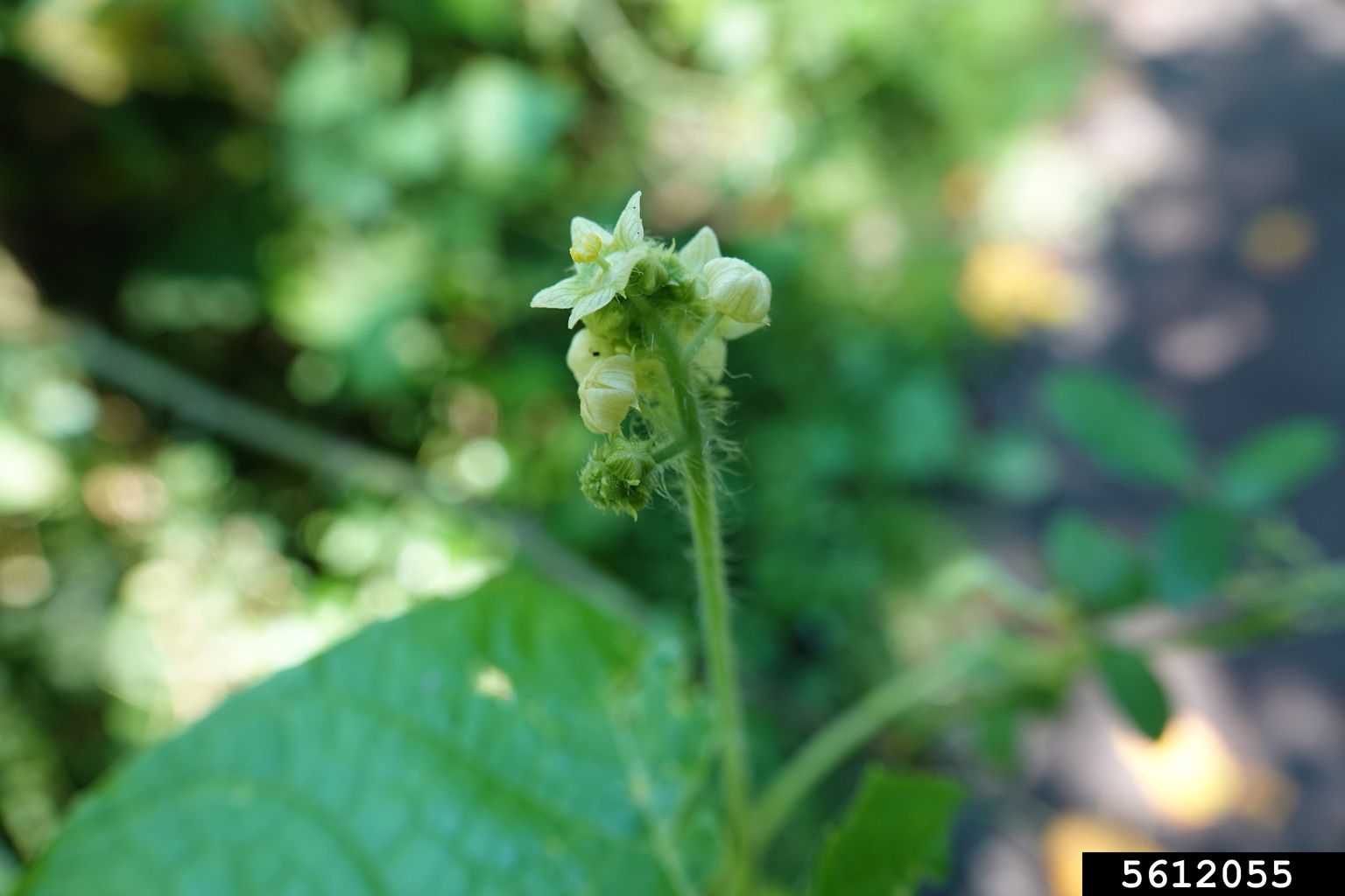 burcucumber (Sicyos angulatus)