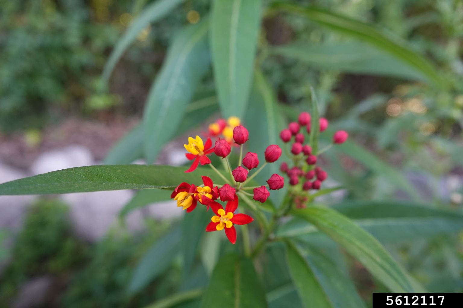 bloodflower milkweed (Asclepias curassavica L.)