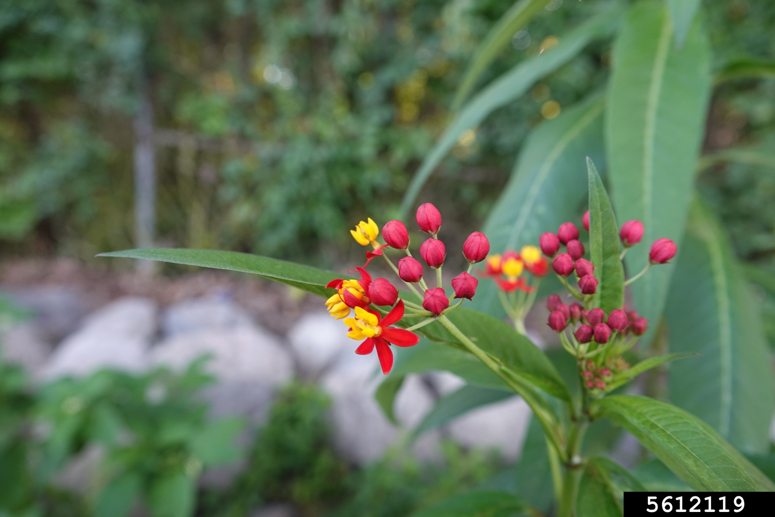 bloodflower milkweed (Asclepias curassavica)