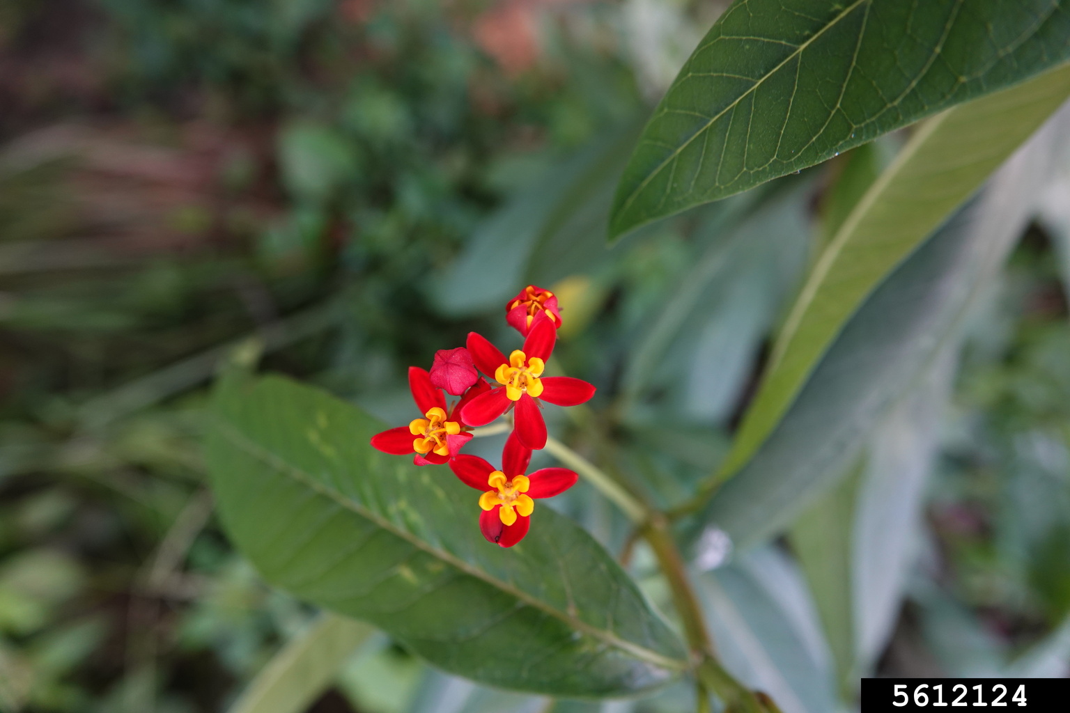 bloodflower milkweed (Asclepias curassavica L.)