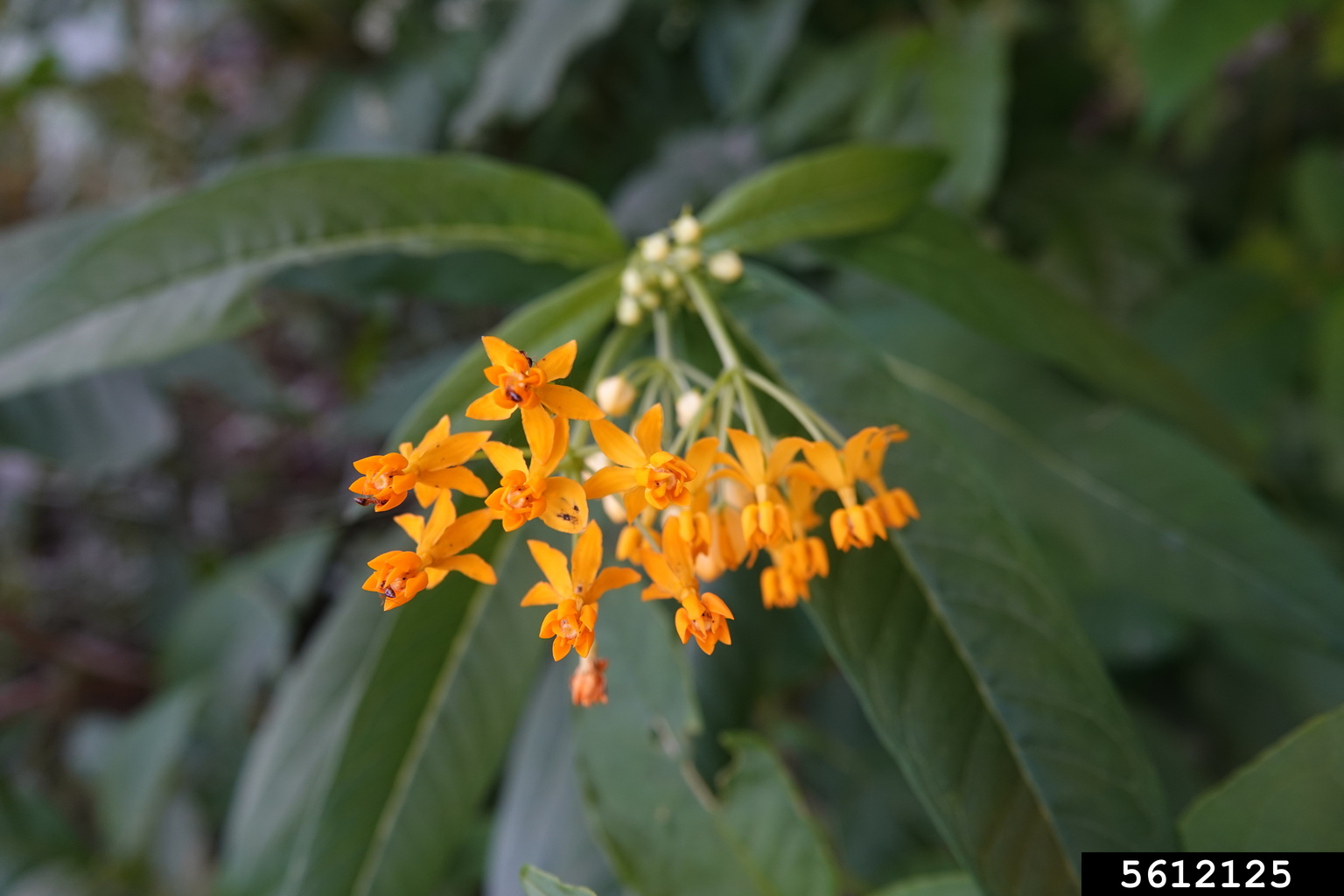 bloodflower milkweed (Asclepias curassavica L.)
