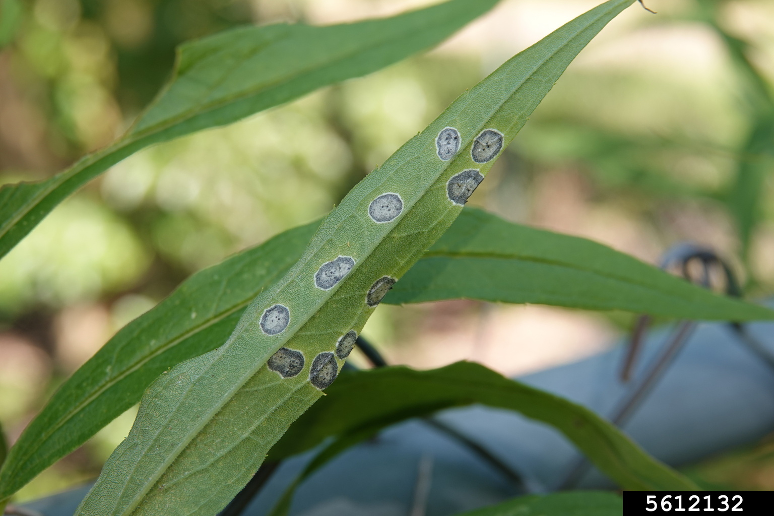 gall midge (Asteromyia carbonifera)