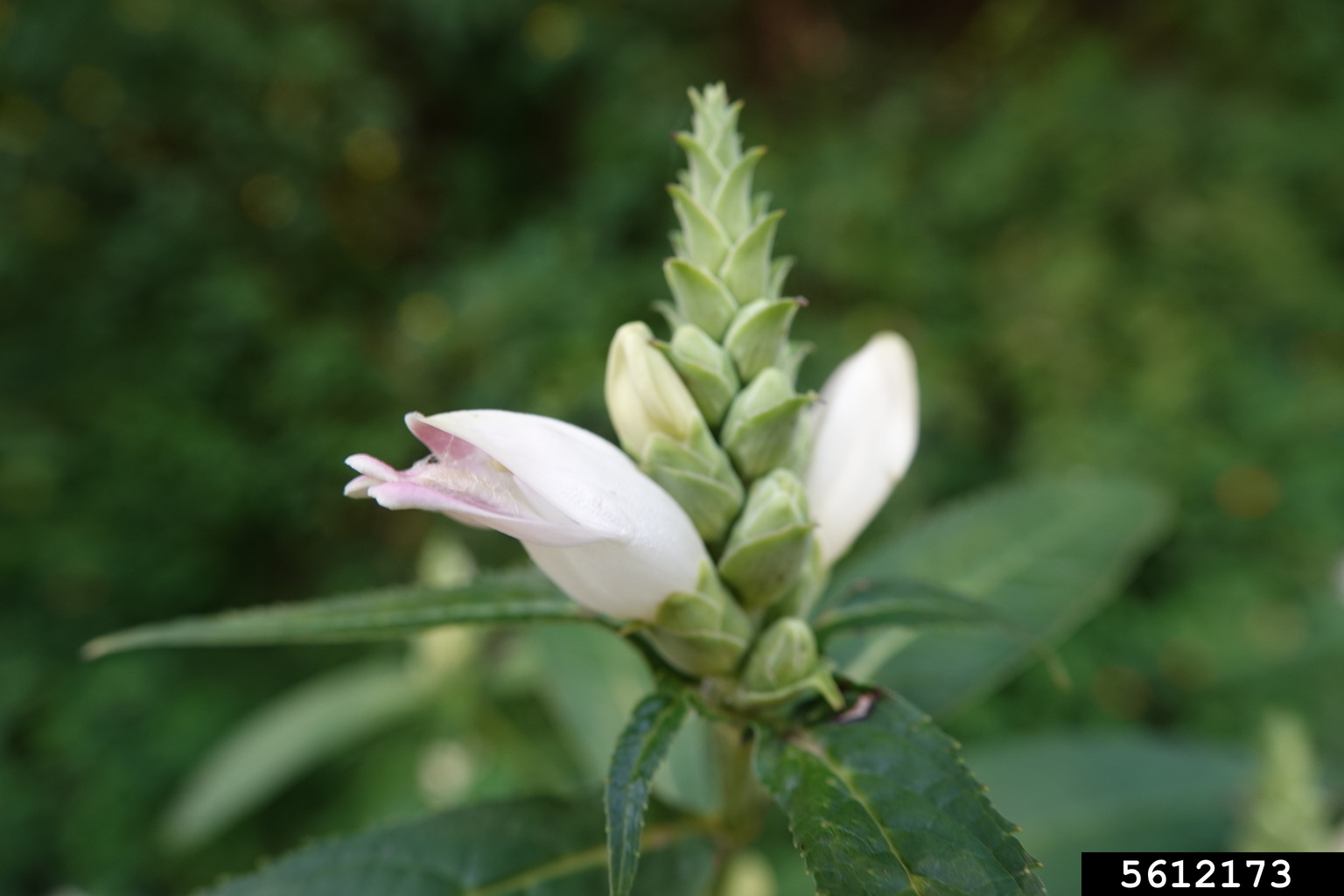 white turtlehead (Chelone glabra L.)