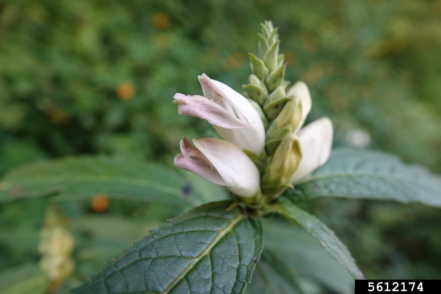 white turtlehead (Chelone glabra L.)