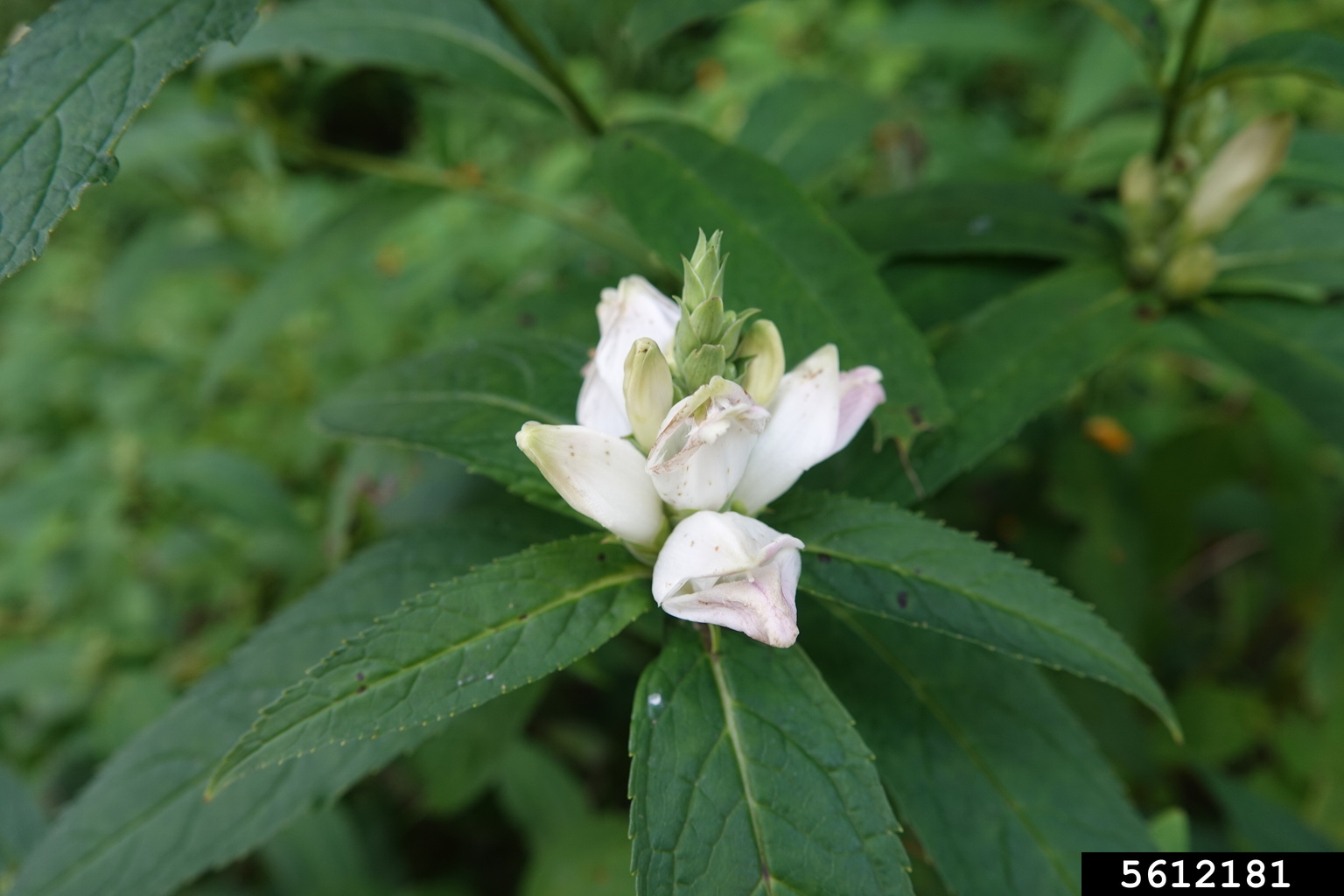 white turtlehead (Chelone glabra)