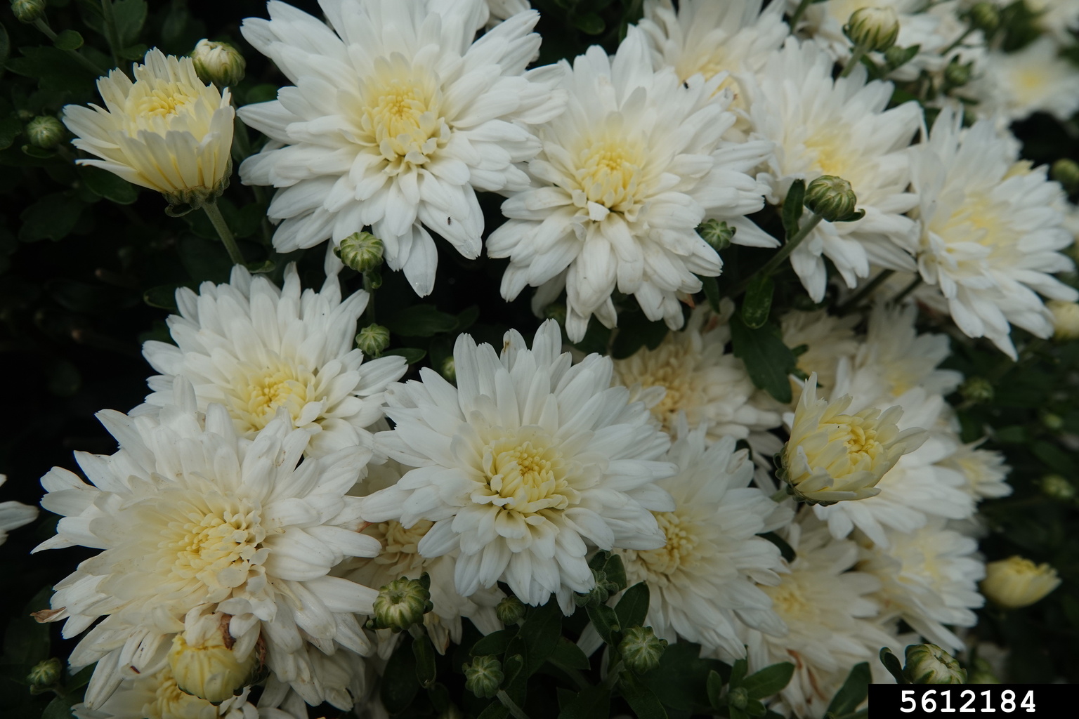 florist's daisy (Chrysanthemum x morifolium Ramat. (pro sp.))