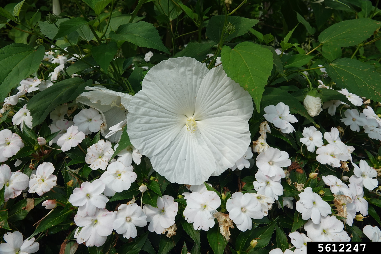 hibiscus (Genus Hibiscus L.)